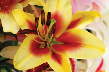 (31B) Oriental Matisse Lily 'Red Dutch' - Tesselaar