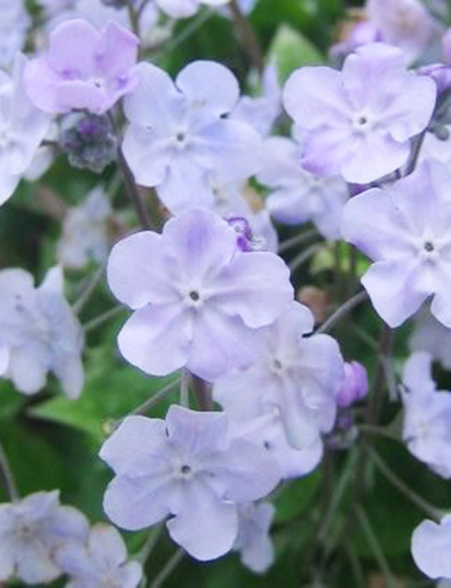 Omphalodes Lilac Mist - Tesselaar