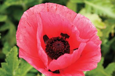 (32C) Oriental Poppy 'Raspberry Queen' - Tesselaar