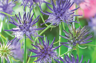 Horned Rampion - Tesselaar