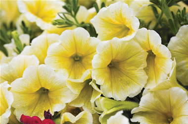 Petunias Headliner Lemon - Tesselaar
