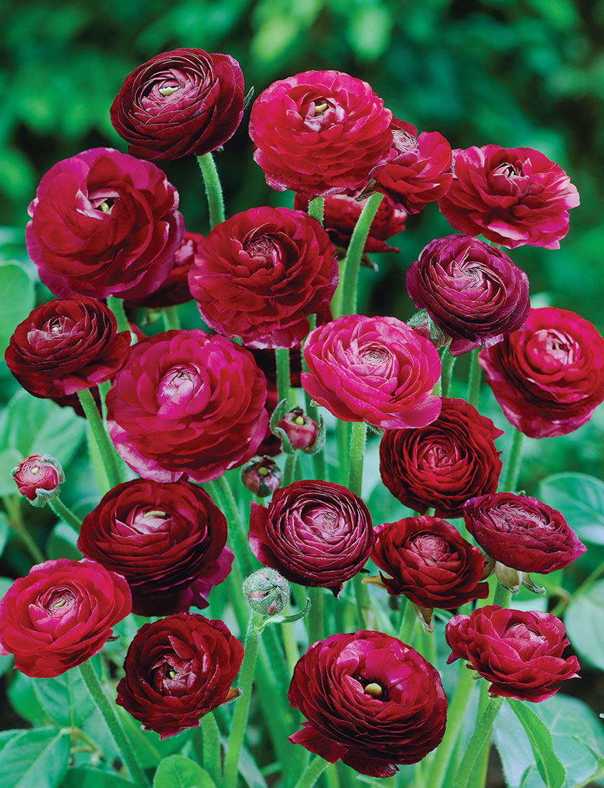 Dwarf Mache Ranunculus Burgundy - Tesselaar Dwarf Mache Ranunculus Burgundy - Tesselaar