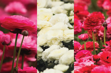 (46B) Dwarf Ranunculus 'Magic Series' 'Collection - Tesselaar