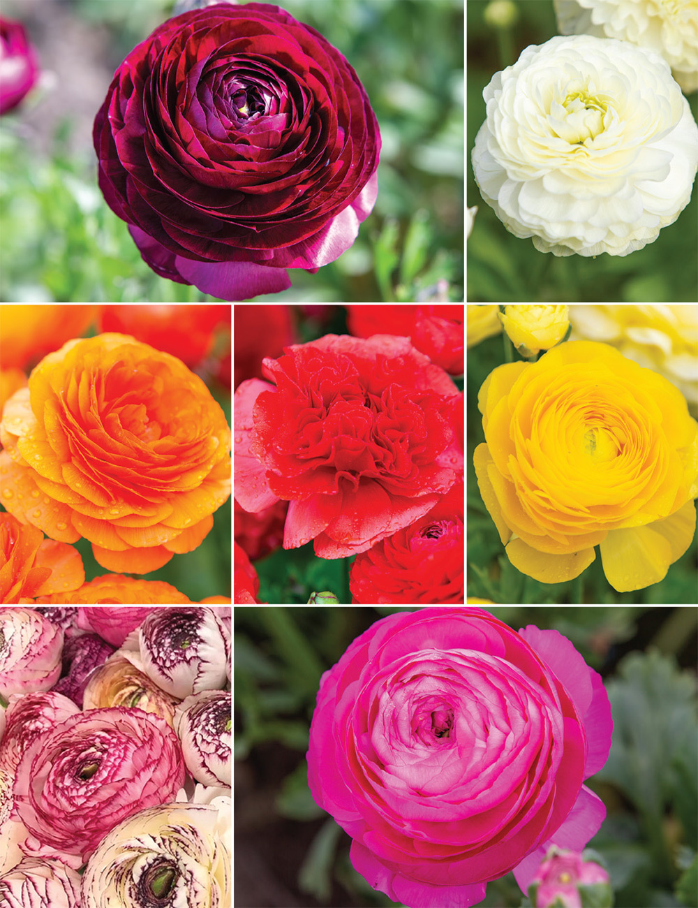 Renaissance Ranunculus Collection Tesselaar