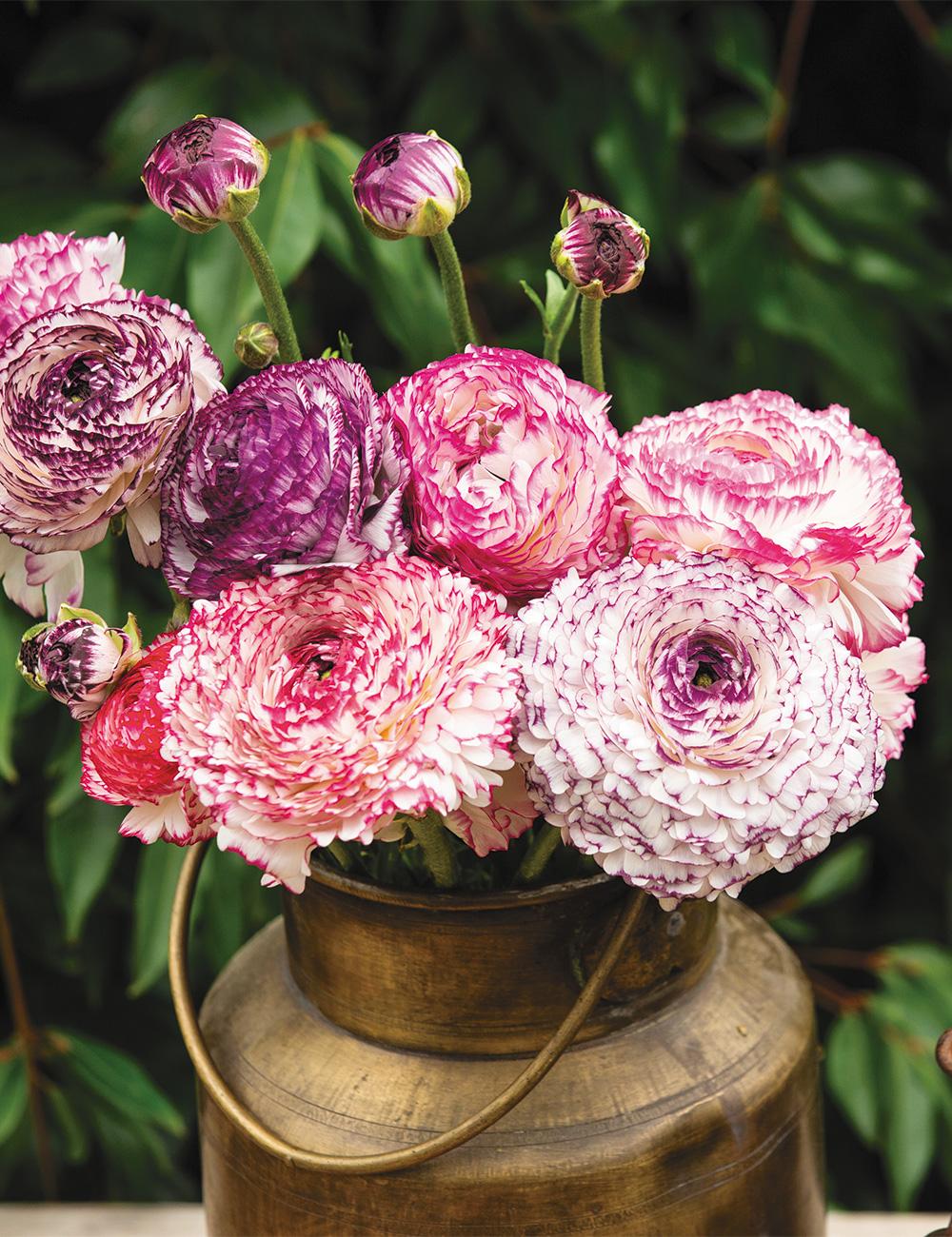 Renaissance Ranunculus Pastello Striato - Tesselaar