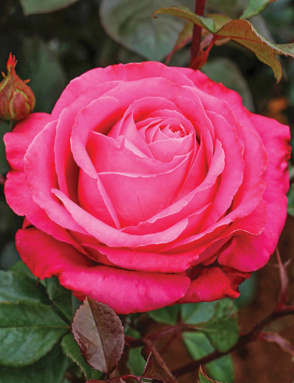 Rose Unconventional Lady - Tesselaar