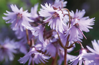 Alpine Snowbell Blue - Tesselaar