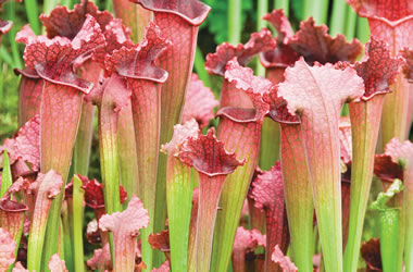 Insectivorous Plants 'Parrot Pitcher Plant' - Tesselaar