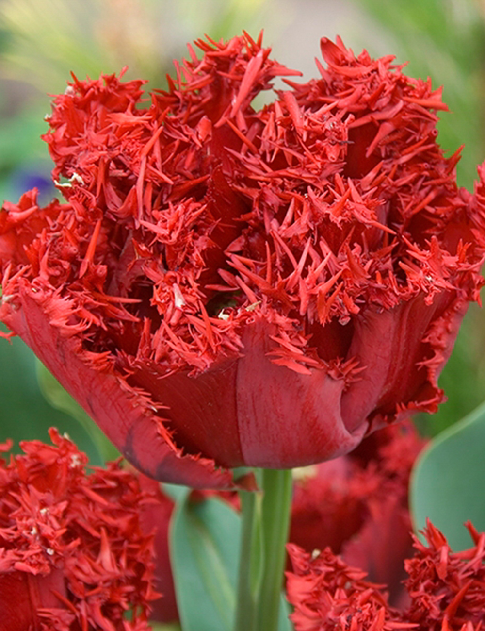 Double Fringed Tulip 'Maywood' - Tesselaar