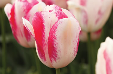 Tulips First Class - Tesselaar