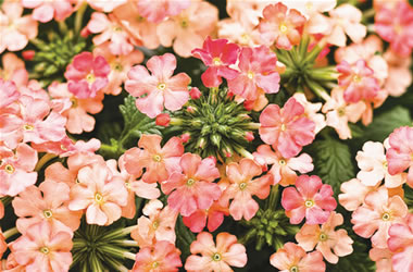 Verbena Blues Apricot - Tesselaar