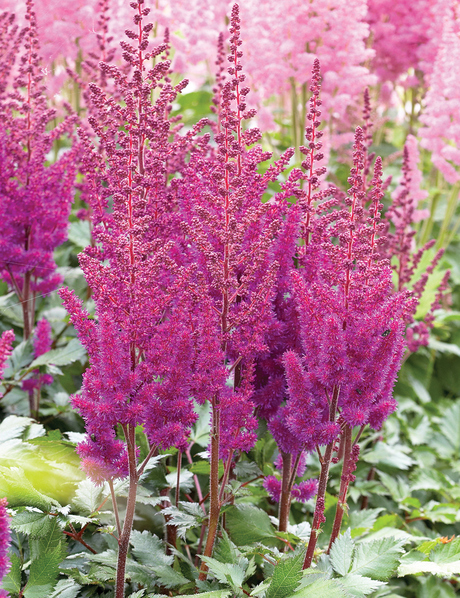 Astilbe Purple Lance - Tesselaar
