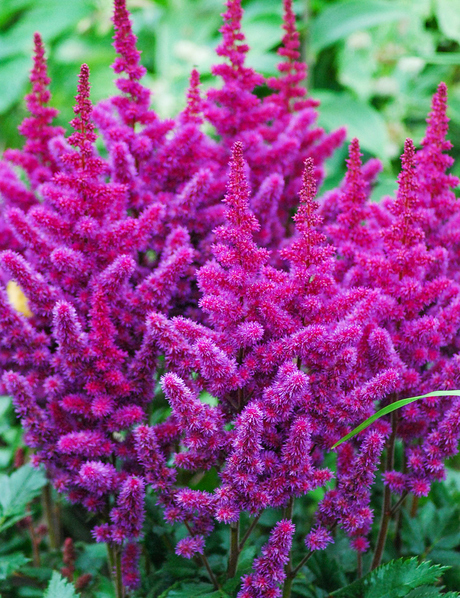 Astilbe Purple Candle - Tesselaar