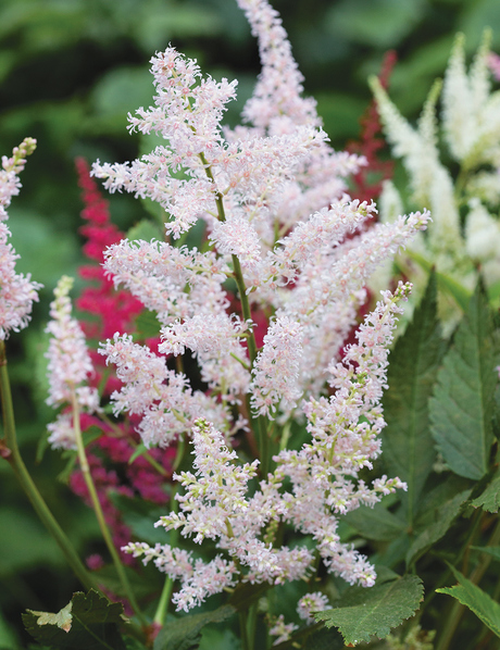 Astilbe Erica - Tesselaar