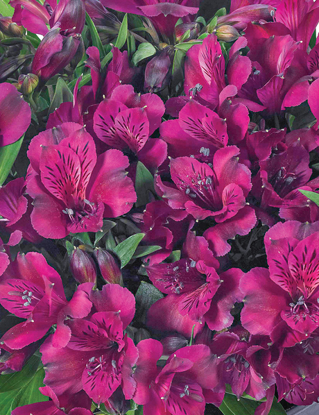 Peruvian Lily Inticancha 'Dark Purple' - Tesselaar