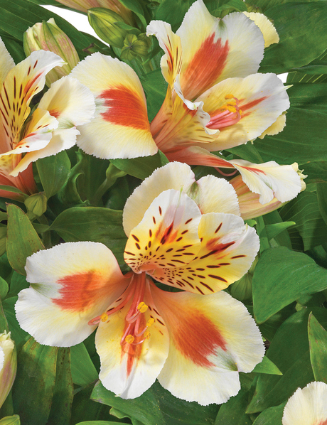 Peruvian Lily Inticancha 'Sunset' - Tesselaar