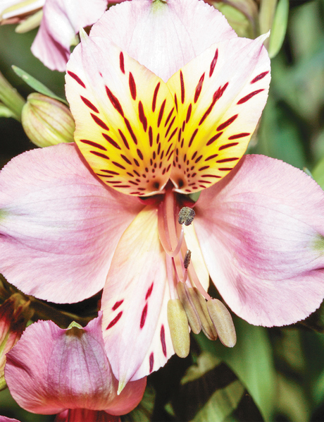 Peruvian Lily Inca 'Tirol' - Tesselaar