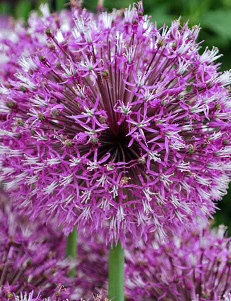 Allium Early Emperor - Tesselaar