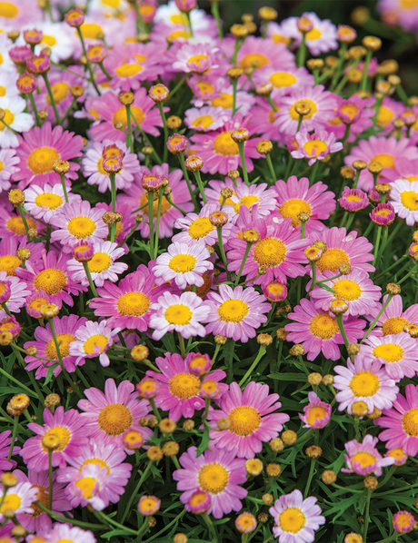 Marguerite Daisies - Tesselaar