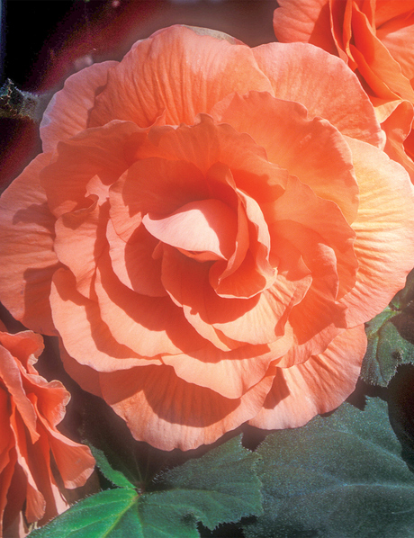 AmeriHybrid Tuberous Begonia 'Roseform Peach' - Tesselaar