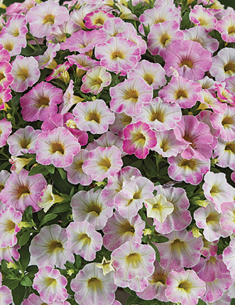 Calibrachoa Ombre 'Blush' - Tesselaar
