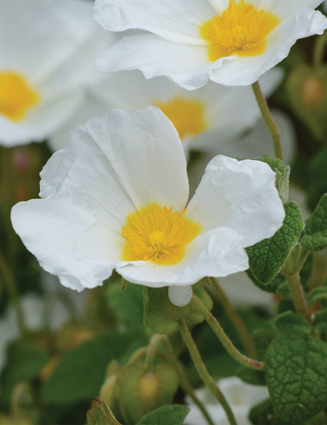 Highlights - Tesselaar