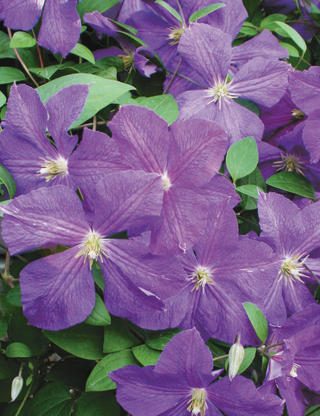 Clematis Victoria - Tesselaar