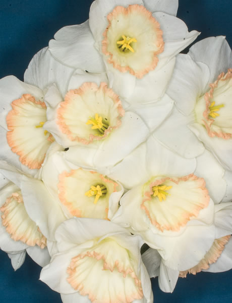 Pink Daffodil Crystal Cameo - Tesselaar