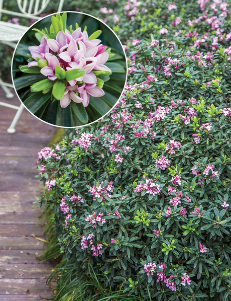 Daphne 'Spring Pink Eternal Fragrance' - Tesselaar