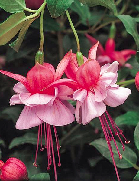 Fuchsia 'Heidi Ann' - Tesselaar