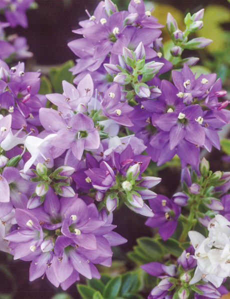 Hebe 'Violet Cushion' - Tesselaar