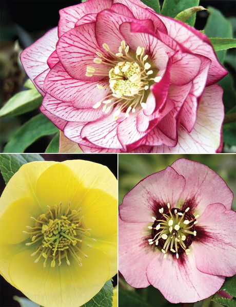 Winter Rose Collection - Tesselaar