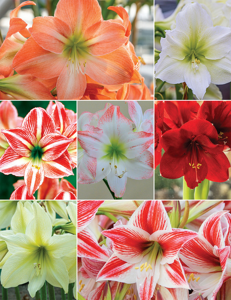 Hippeastrums - Tesselaar