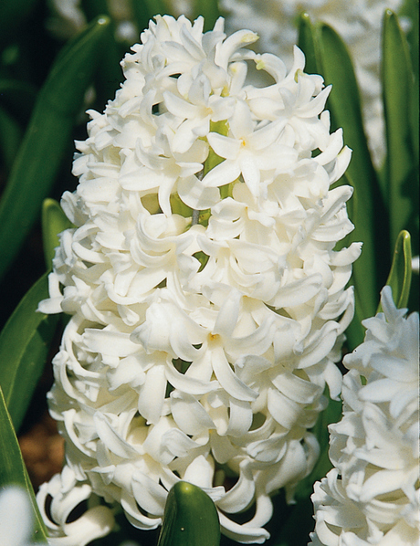 Hyacinth Carnegie - Tesselaar