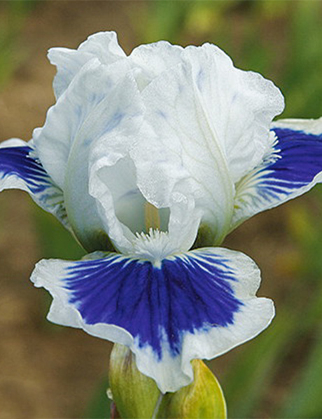 Dwarf Bearded Iris 'Open Your Eyes' - Tesselaar