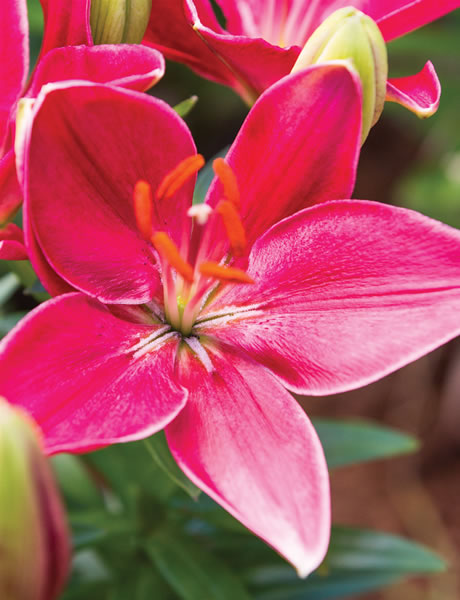 Pixie Asiatic Lilies Buzzer - Tesselaar