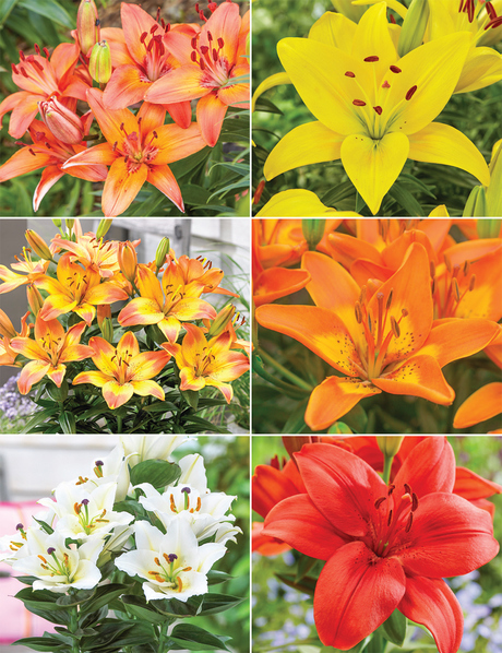 Pixie Asiatic Lilies Potting Collection - Tesselaar