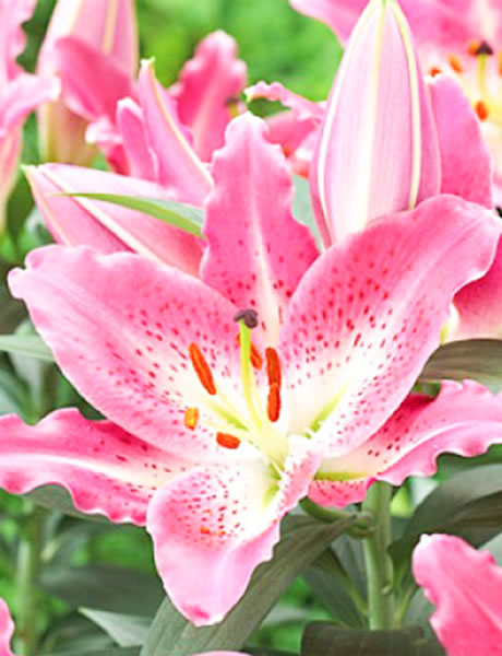 Oriental Pot Lily Entertainer - Tesselaar