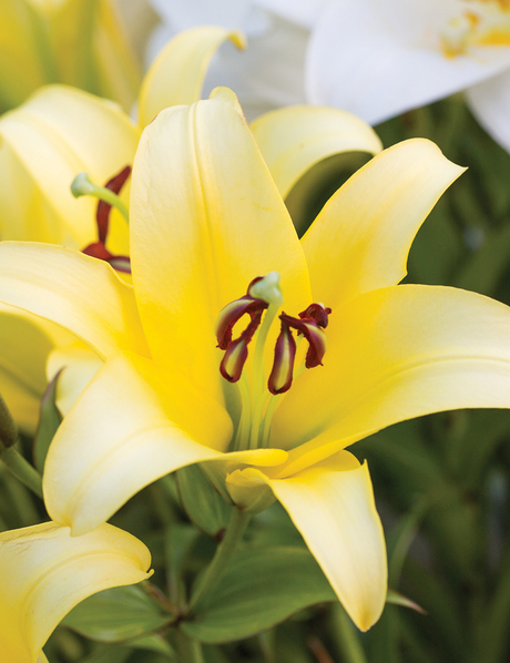 Oriental Lilies - Tesselaar