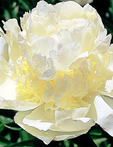 Peony Rose 'Ivory Victory' - Tesselaar