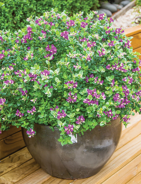 Polygala 'Little Bibi' - Tesselaar