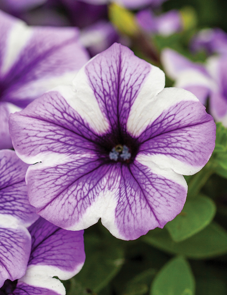 Perennial Petunia Sweetunia Starfish - Tesselaar
