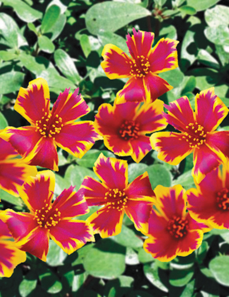 Perennial Purslanes Duet Rose Improved - Tesselaar