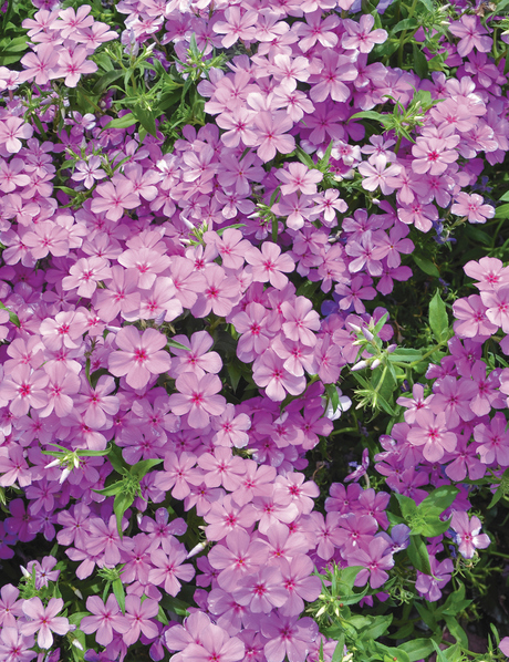 Gisele Phlox Gisele Light Violet - Tesselaar