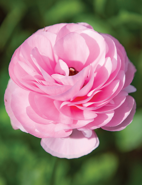 Potted Renaissance Ranunculus 'Rosa' - Tesselaar