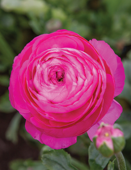 Renaissance Ranunculus 'Rosa Scuro' - Tesselaar