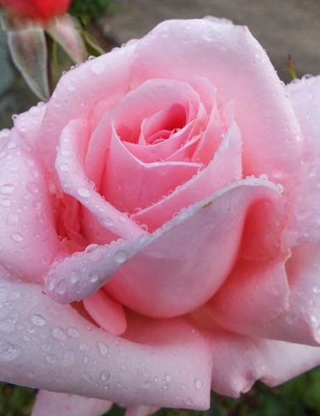 Rose Aotearoa - Tesselaar