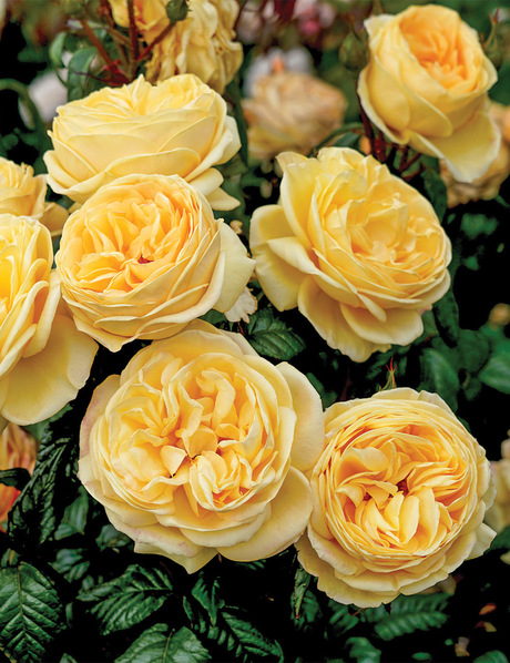 Climbing Rose 'Lioness' - Tesselaar