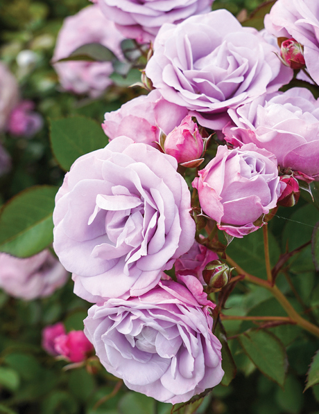 Rose 'Tangles' - Tesselaar