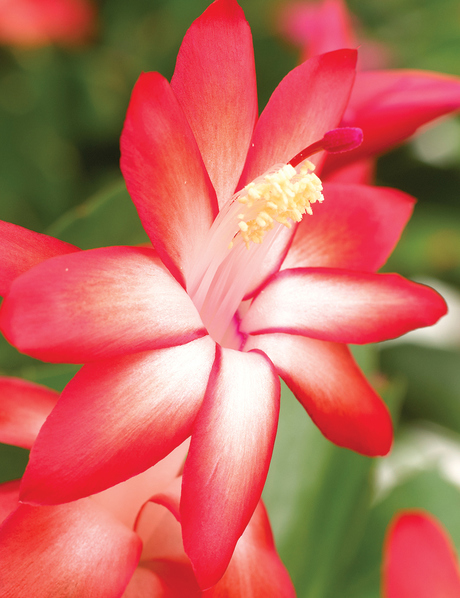 Zygocactus - Tesselaar